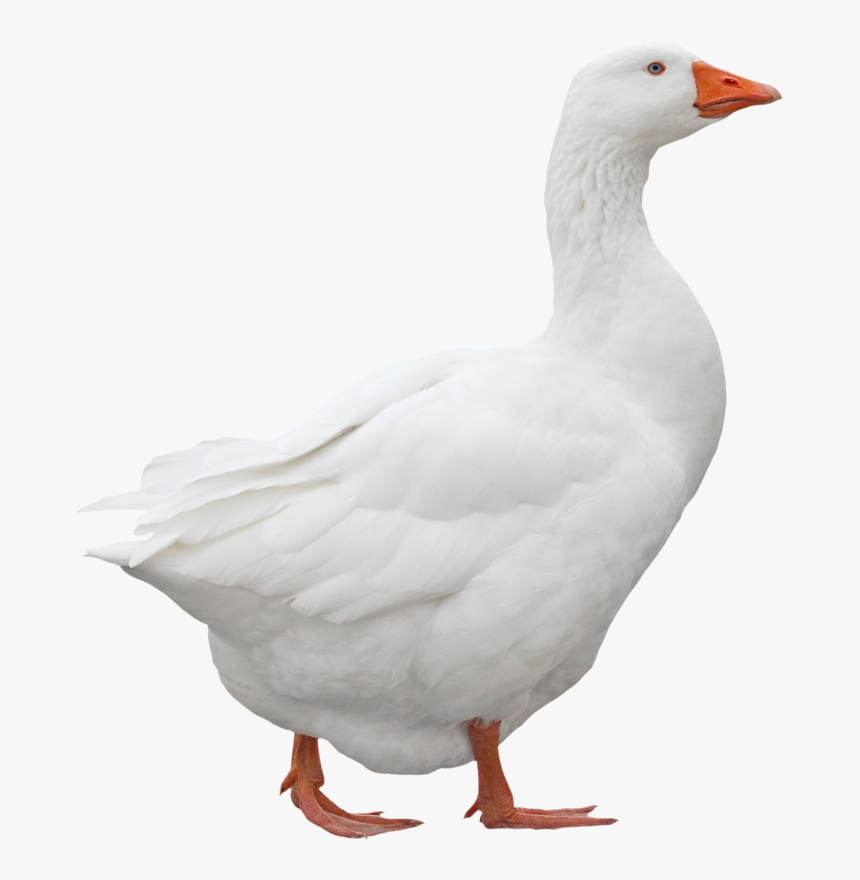 White Duck Png, Transparent Png , Transparent Png Image - PNGitem