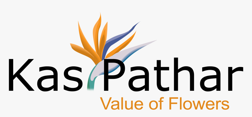 Kash Phool Png, Transparent Png , Transparent Png Image - PNGitem