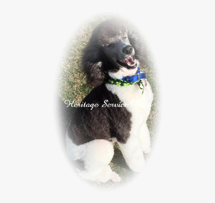 Service Dog Png, Transparent Png , Transparent Png Image - PNGitem