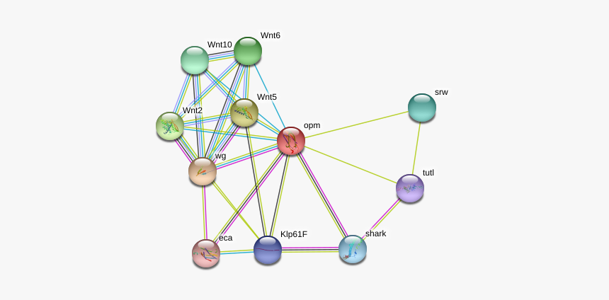 Opm Protein, HD Png Download , Transparent Png Image - PNGitem