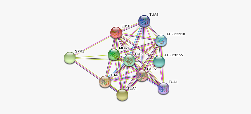 Eb1b Protein, HD Png Download , Transparent Png Image - PNGitem