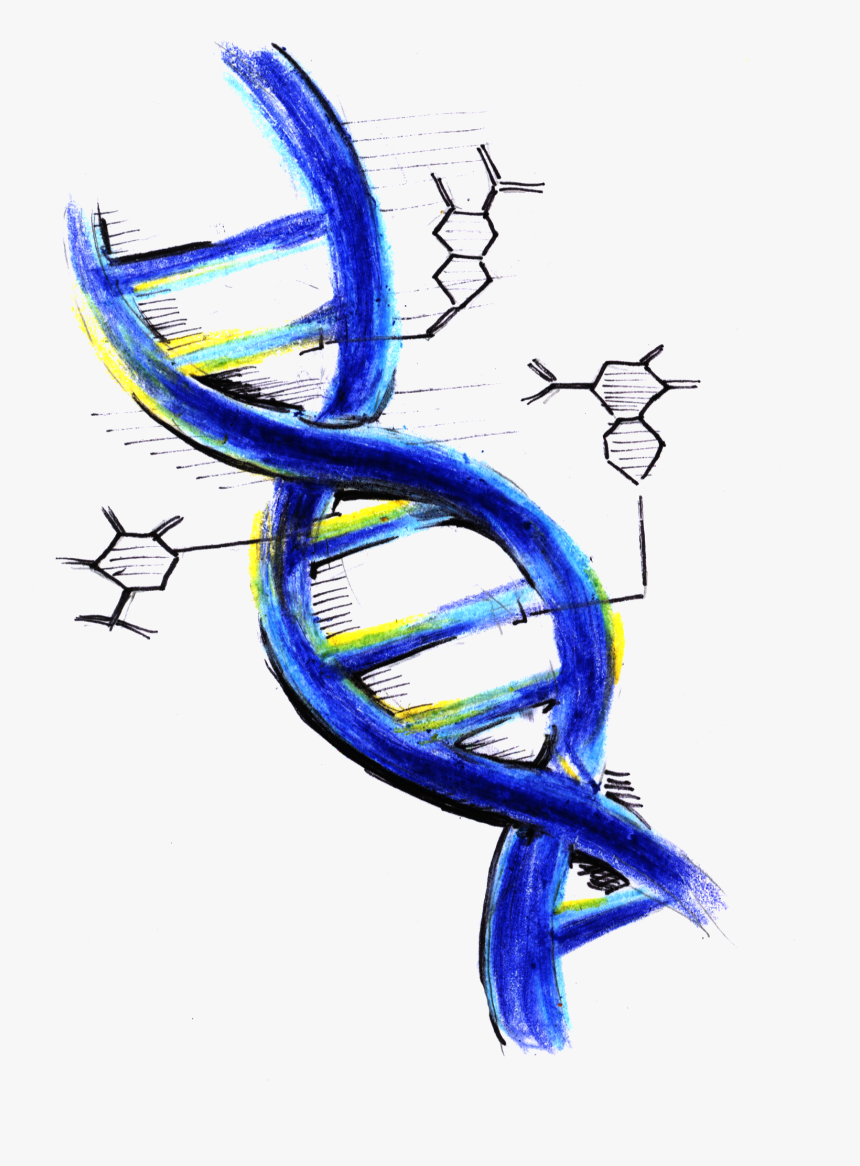 Genes Png, Transparent Png , Transparent Png Image - PNGitem