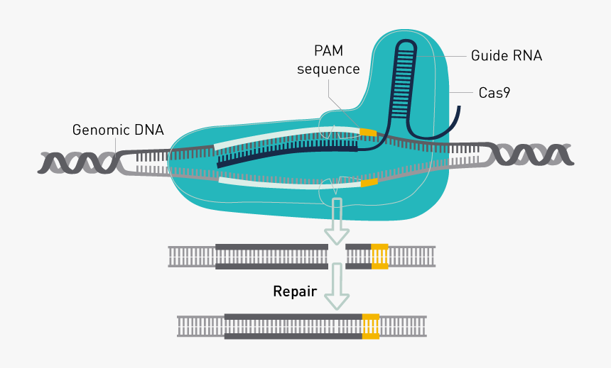 Crispr Cas9 Genome Editing, HD Png Download , Transparent Png Image ...