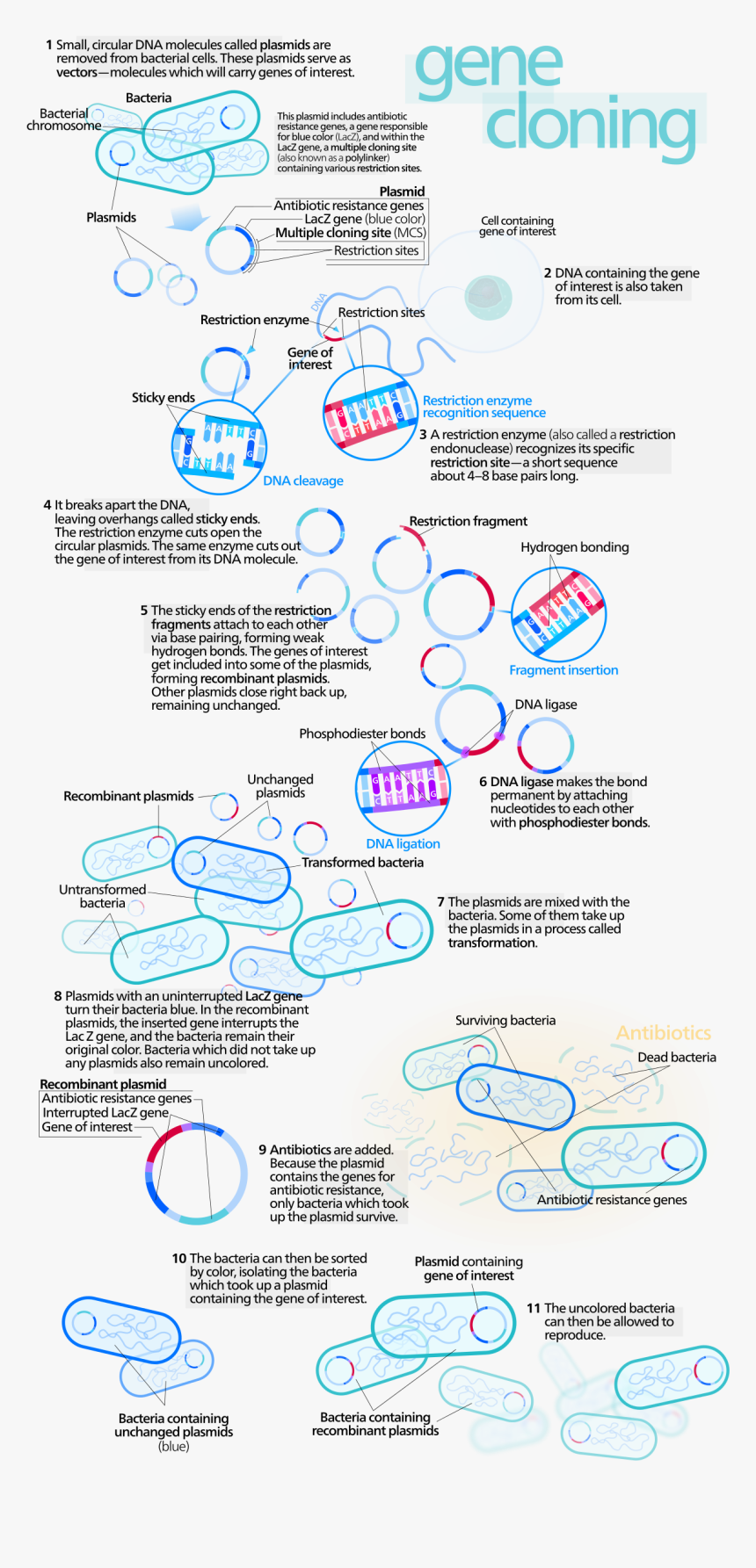 Genes Png, Transparent Png , Transparent Png Image - PNGitem