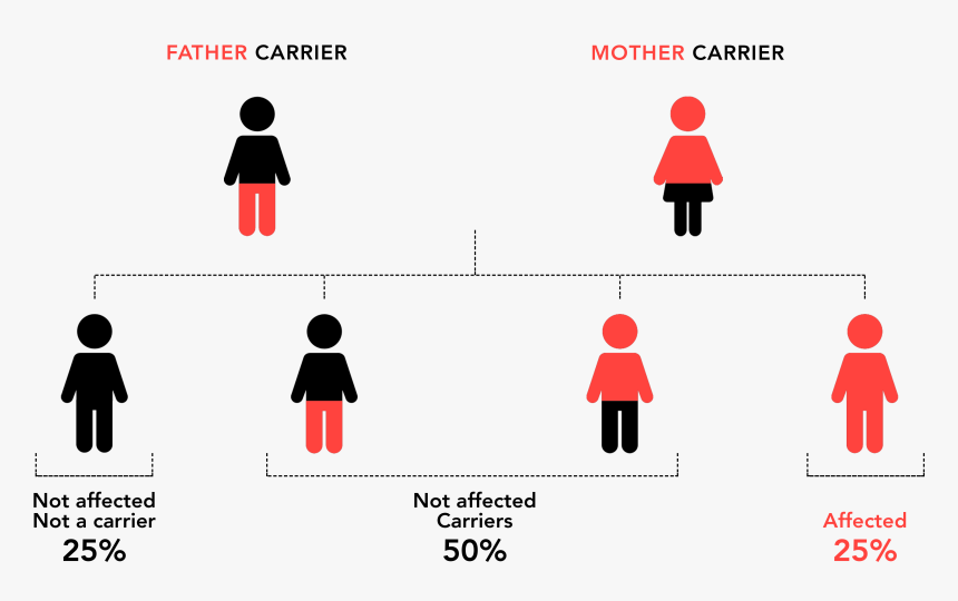 Genetic Compatibility Test, HD Png Download , Transparent Png Image ...