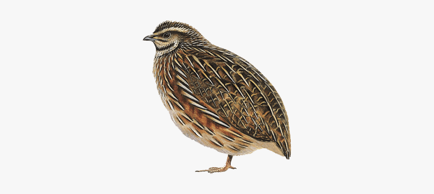 Quail Png, Transparent Png , Transparent Png Image - PNGitem