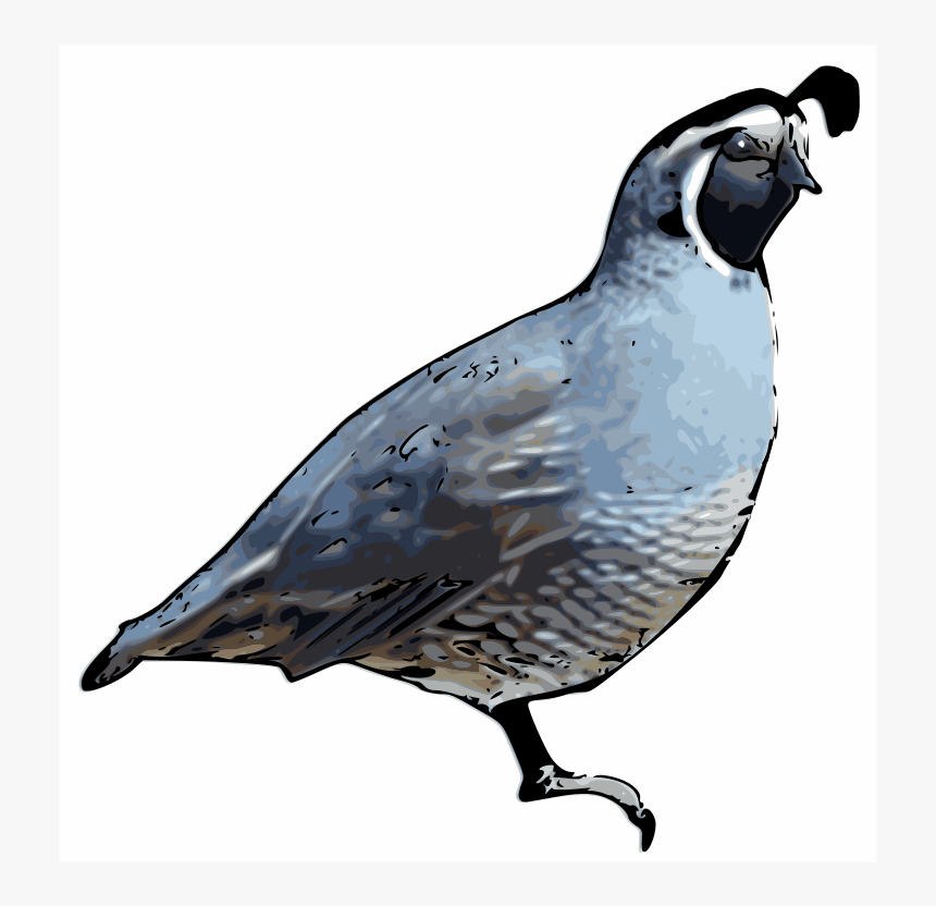 Quail Png