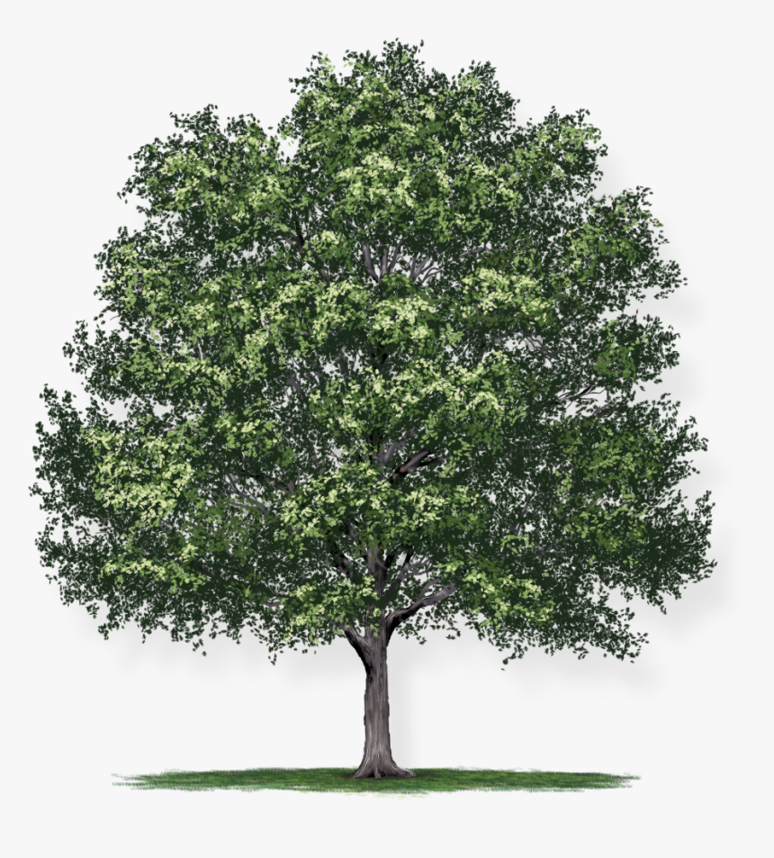 Oak Png, Transparent Png , Transparent Png Image - PNGitem