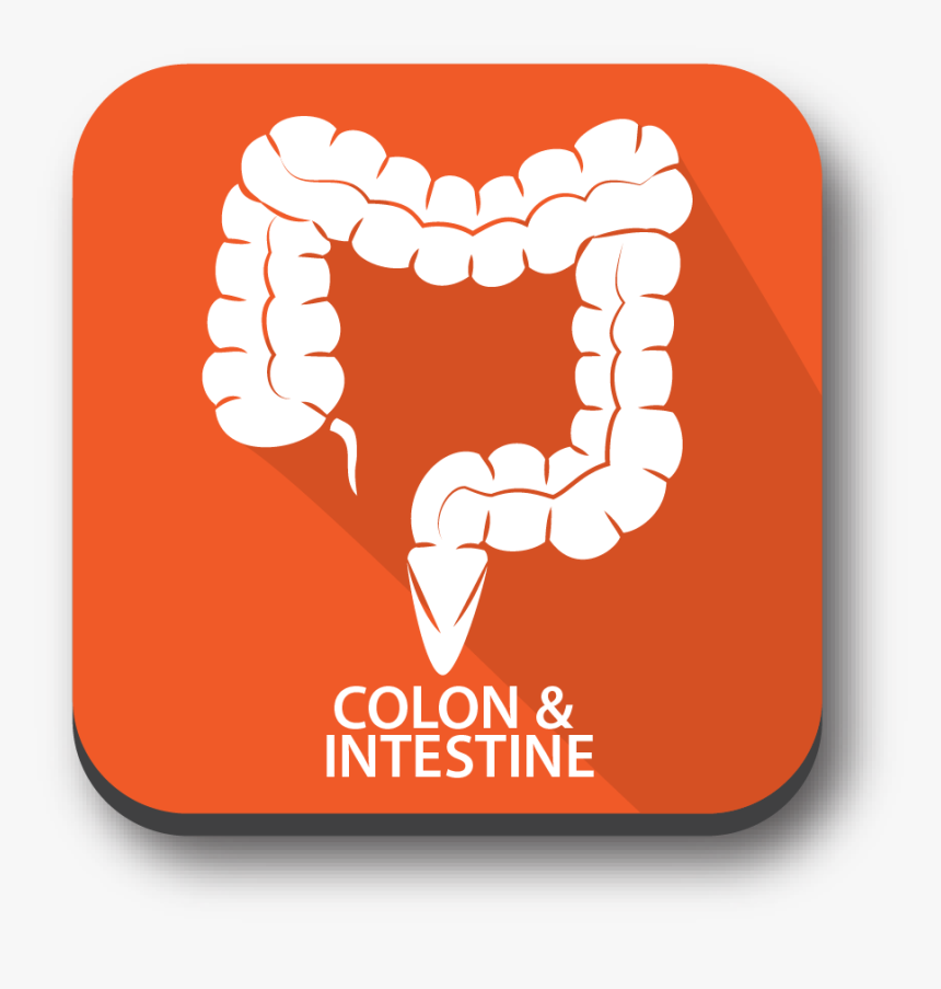 Colon Png, Transparent Png , Transparent Png Image - PNGitem