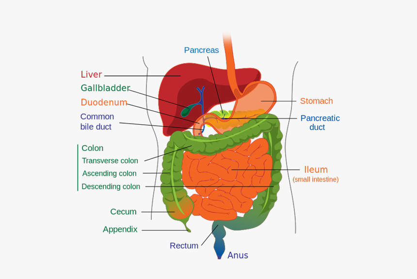 A Diagram Of The Lower Gastrointestinal Tract, HD Png Download ...