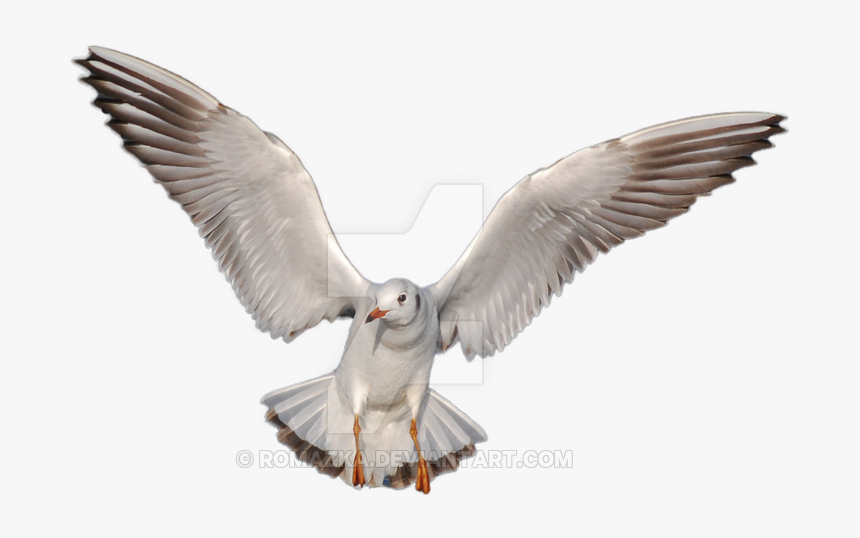 Dove Icon Png, Transparent Png , Transparent Png Image - PNGitem