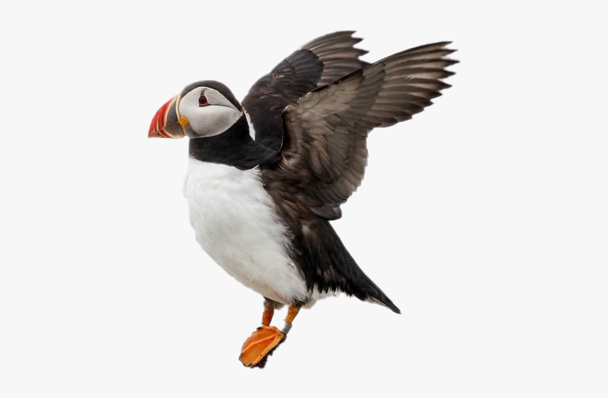 Single Puffin Png Image, Transparent Png , Transparent Png Image - PNGitem