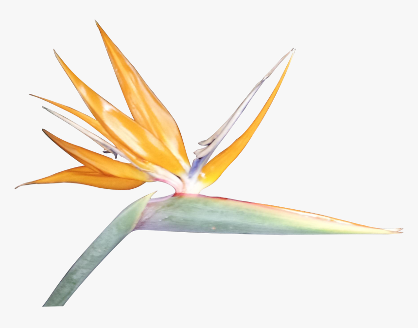 Bird Of Paradise Clip Art, HD Png Download , Transparent Png Image ...