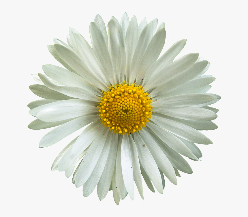 Photo Collage Png, Transparent Png , Transparent Png Image - PNGitem