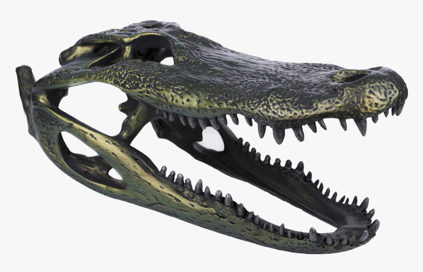 Alligator Head Png, Transparent Png , Transparent Png Image - PNGitem