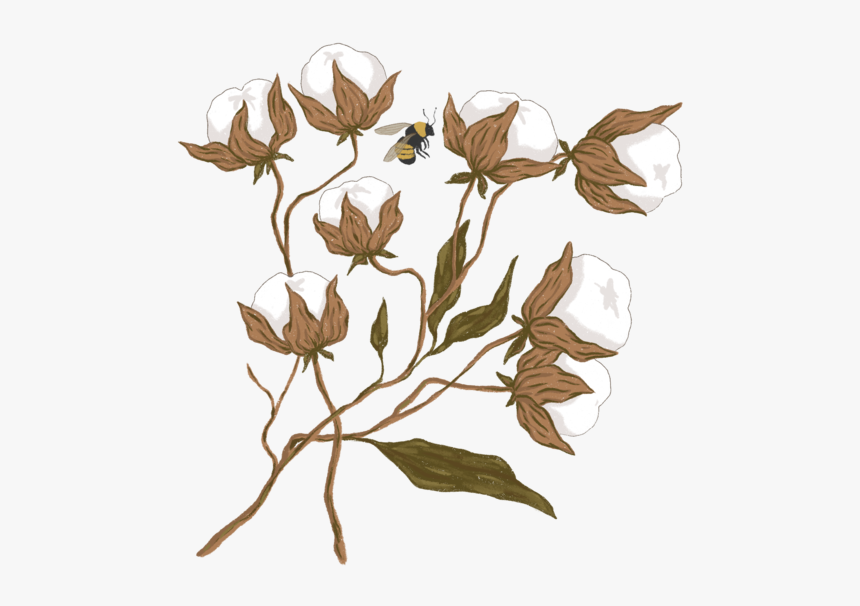 Cotton Plant Png, Transparent Png , Transparent Png Image - PNGitem