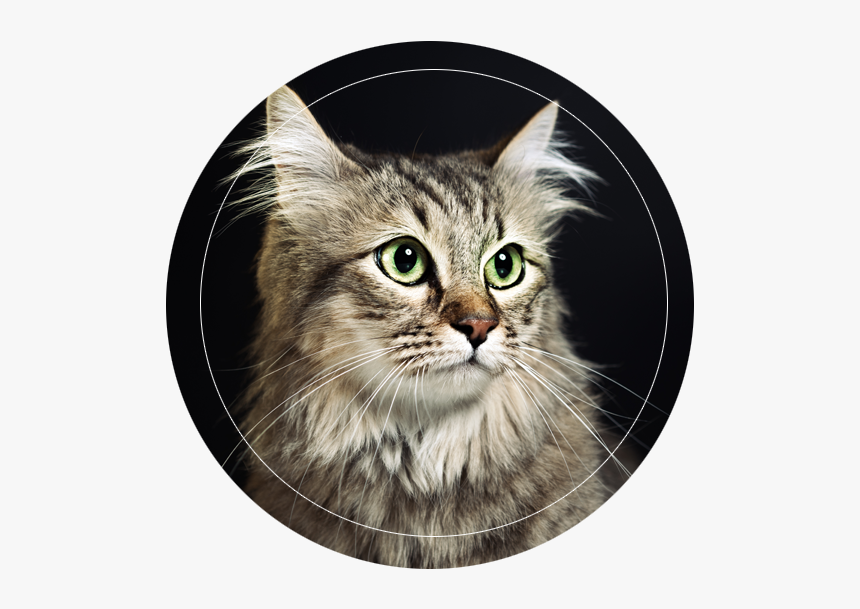 Happy Cat Png, Transparent Png , Transparent Png Image - PNGitem