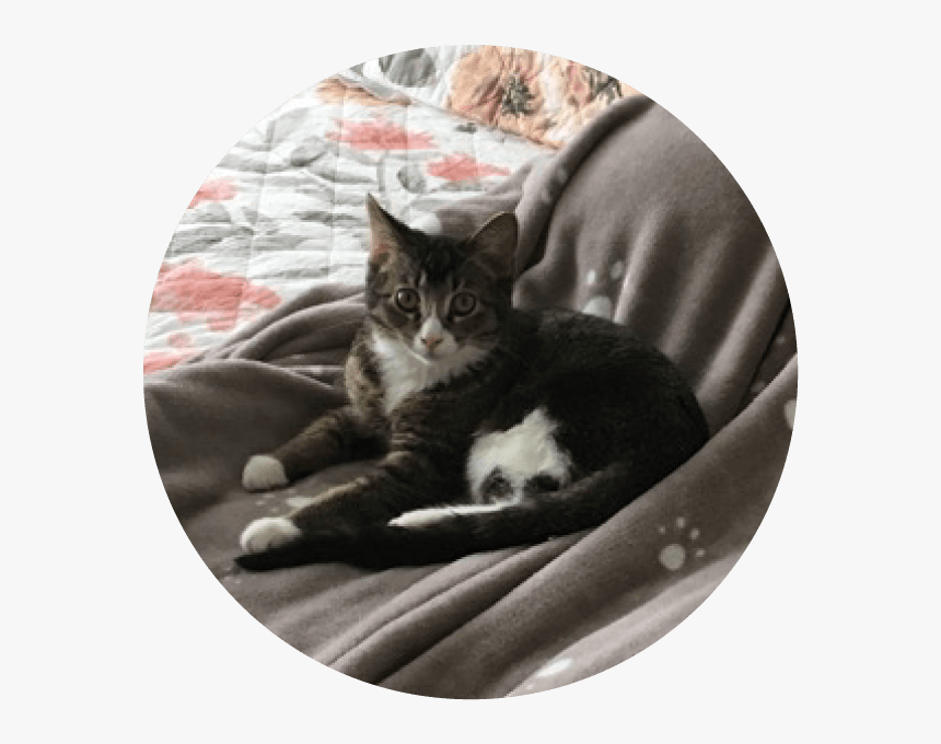 Happy Cat Png, Transparent Png , Transparent Png Image - PNGitem