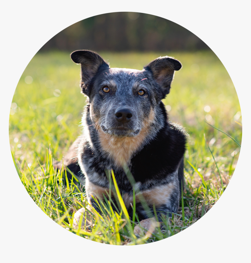 Transparent Dogs Playing Png - Australian Stumpy Tail Cattle Dog, Png ...