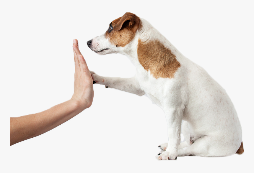Image - Rewarding A Dog, HD Png Download , Transparent Png Image - PNGitem