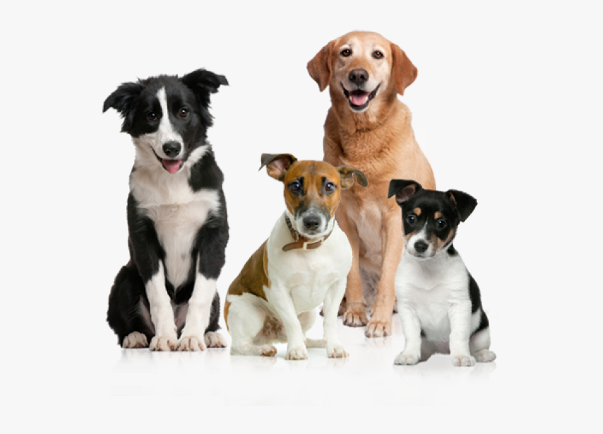 All Dogs Png - Dog Images Hd Png, Transparent Png , Transparent Png ...