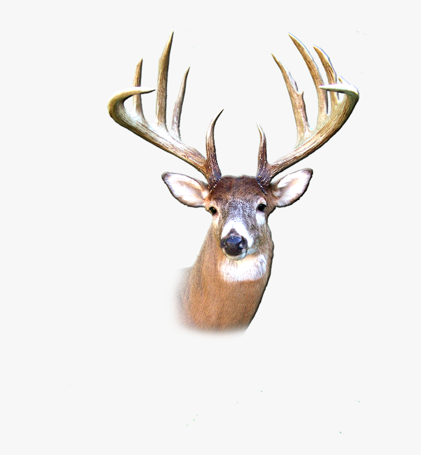 Deer Transparent Buck, HD Png Download , Transparent Png Image - PNGitem
