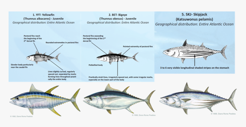 Transparent Tuna Fish Png - Tuna Identification, Png Download ...