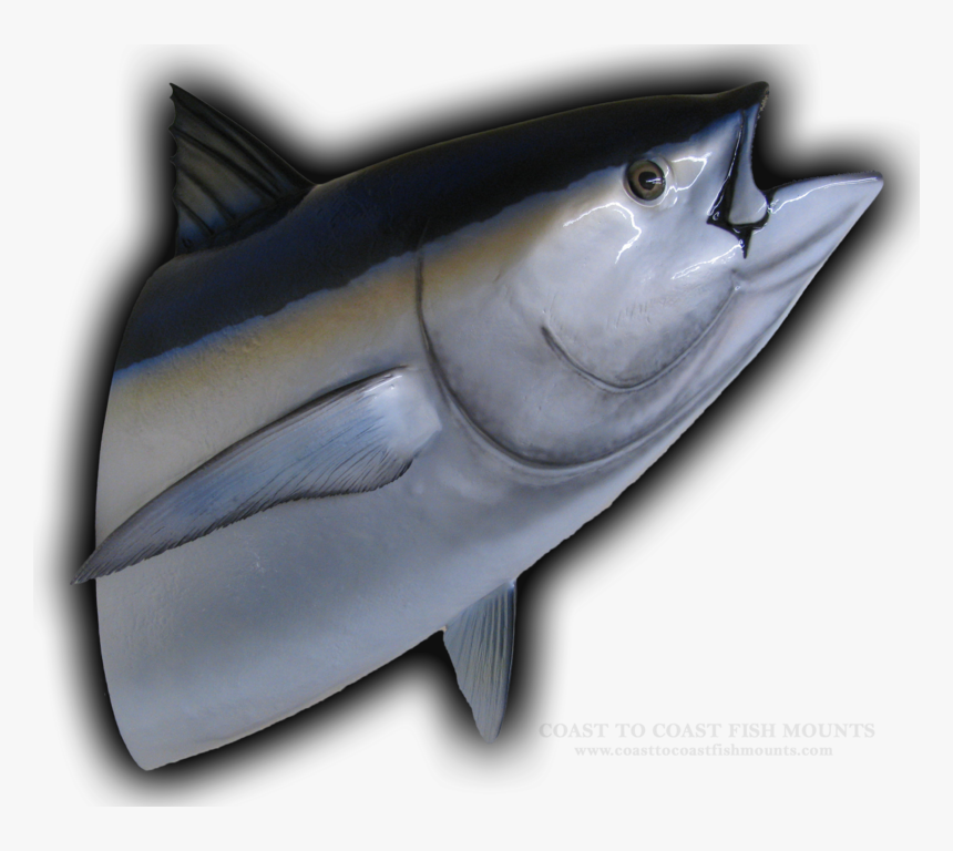 Tuna Head Mouth Open, HD Png Download , Transparent Png Image - PNGitem