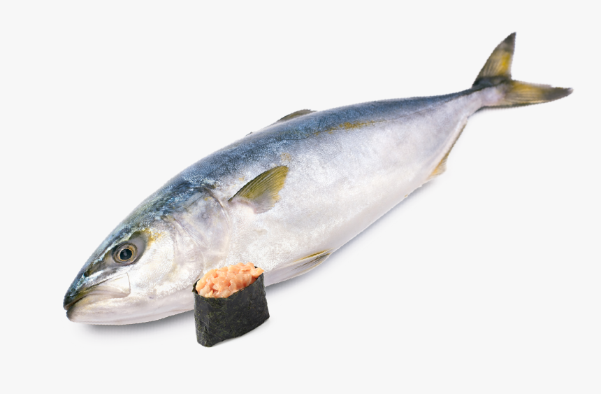 Hamachi Fish, HD Png Download , Transparent Png Image - PNGitem