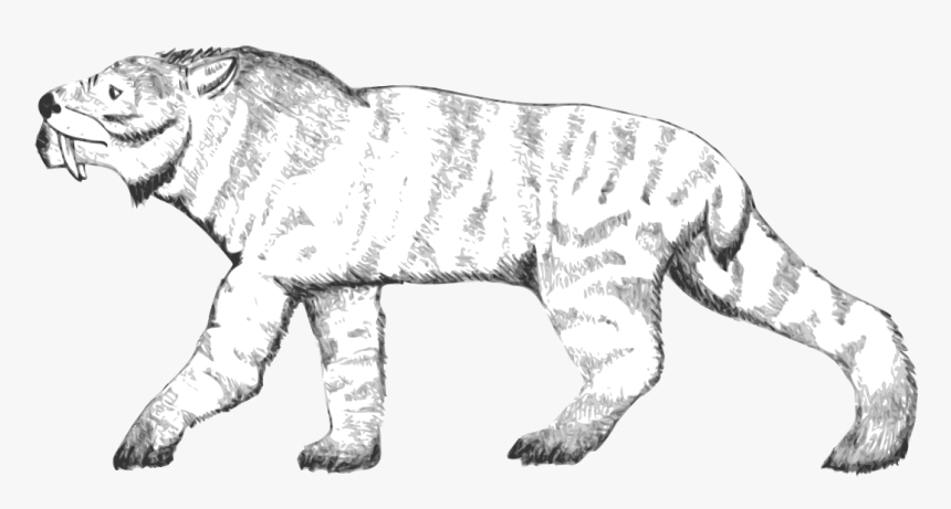 Tigre Png, Transparent Png , Transparent Png Image - PNGitem