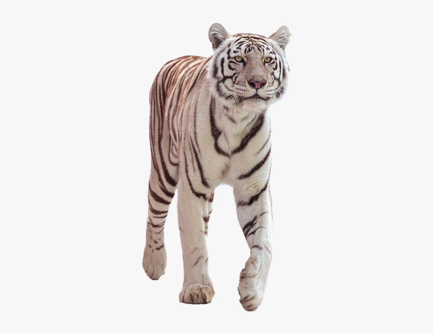 Tiger, Big Cat, White, Wildcat, Attention, Go, HD Png Download ...