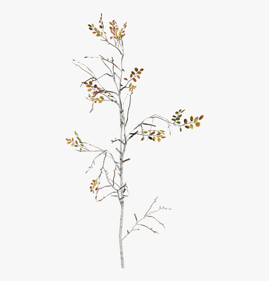 Transparent Sapling Png, Png Download , Transparent Png Image - PNGitem