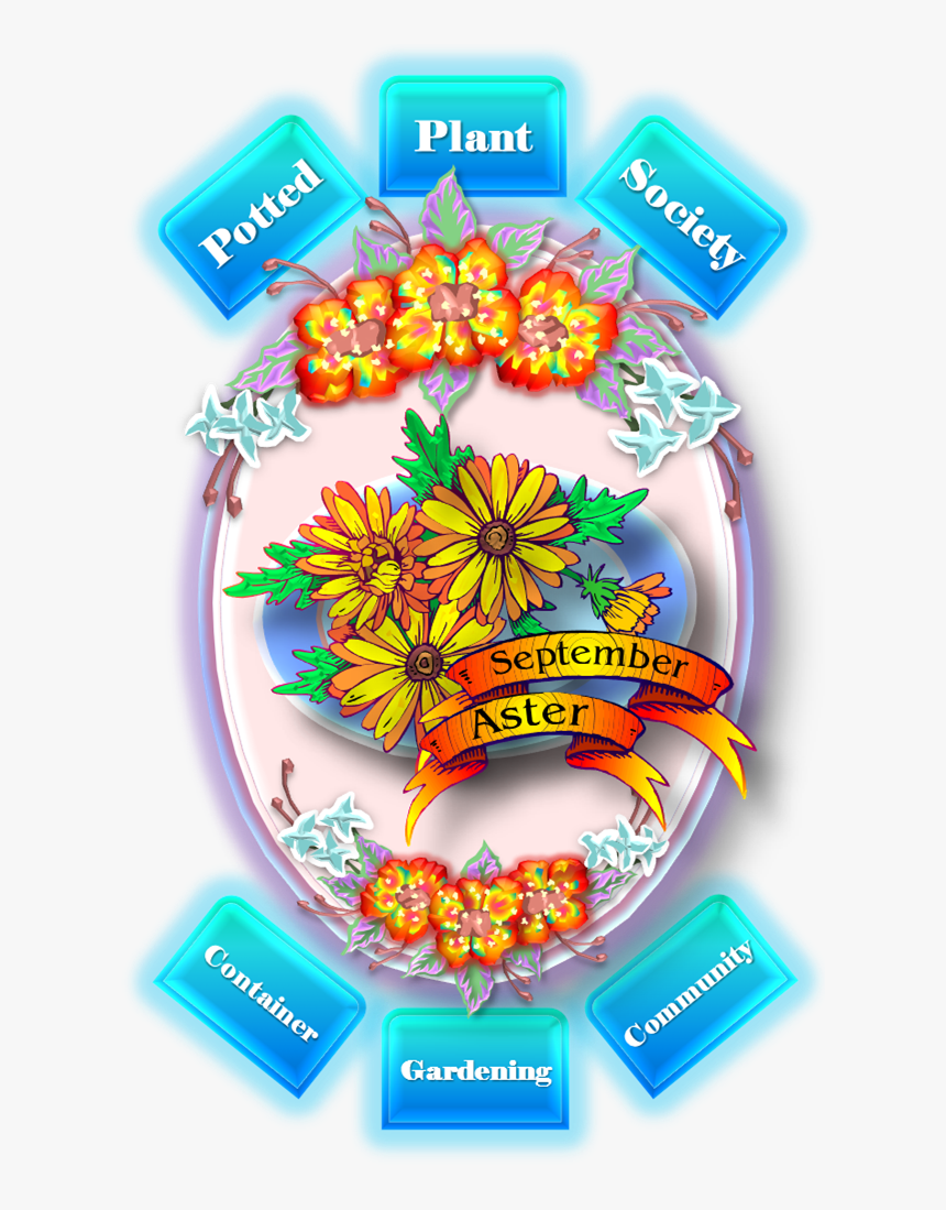 September Aster, HD Png Download , Transparent Png Image - PNGitem
