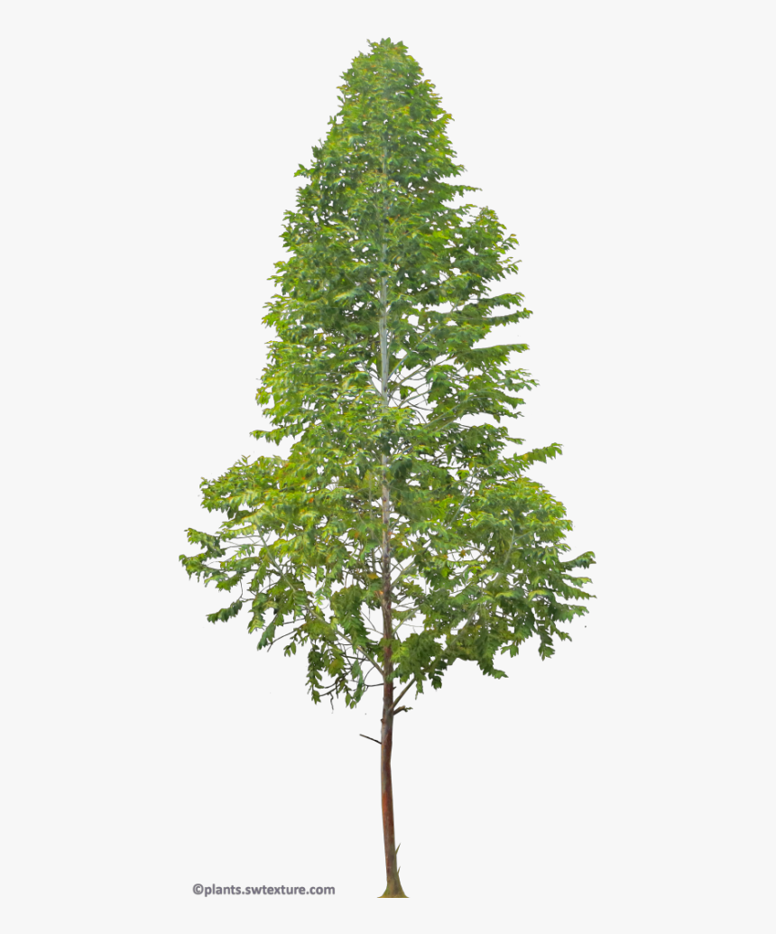 Transparent Background Tree Png , Png Download, Png Download ...