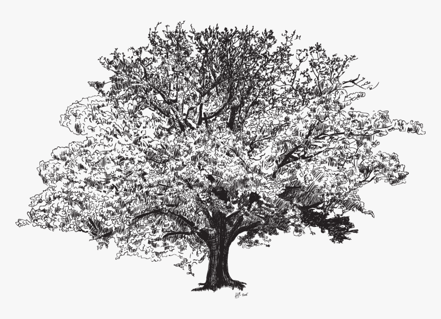 Wide Tree, HD Png Download , Transparent Png Image - PNGitem