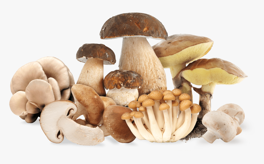 Setas Png, Transparent Png , Transparent Png Image - PNGitem