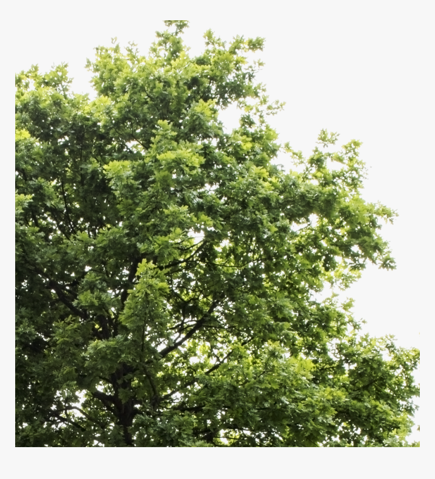 Oak Trees Png, Transparent Png , Transparent Png Image - PNGitem