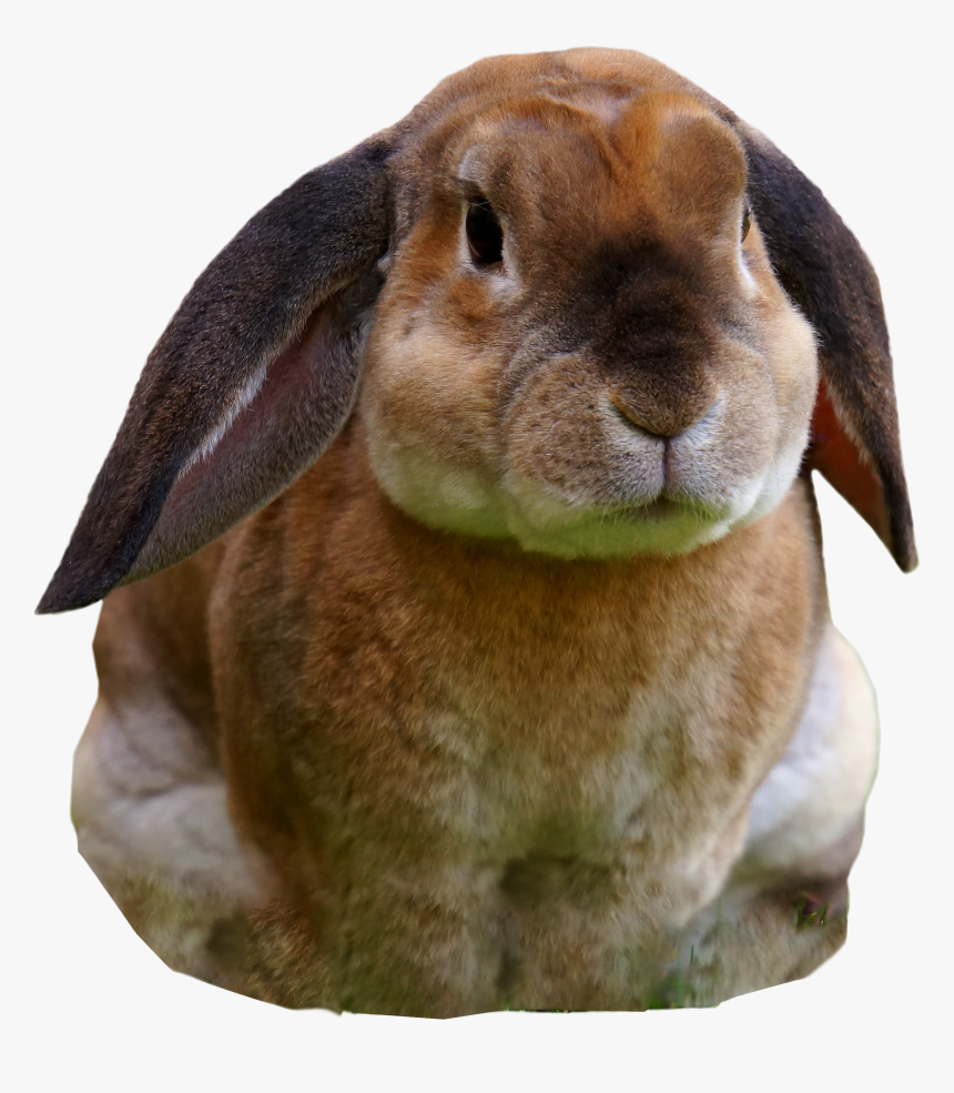 Rabbits Png, Transparent Png , Transparent Png Image - PNGitem