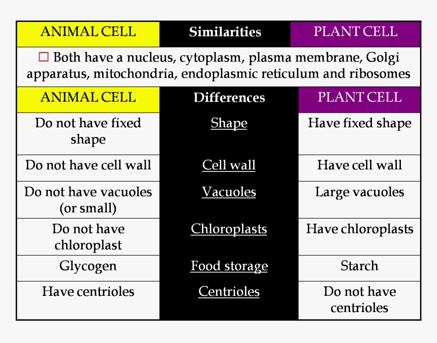Plant Cell Png, Transparent Png , Transparent Png Image - PNGitem
