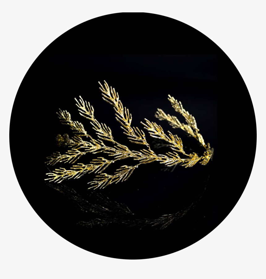 Espigas Png, Transparent Png , Transparent Png Image - PNGitem