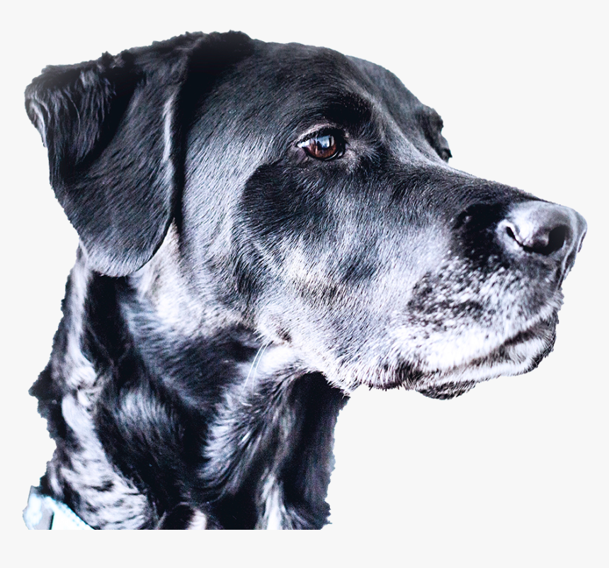 Black Lab Png, Transparent Png , Transparent Png Image - PNGitem