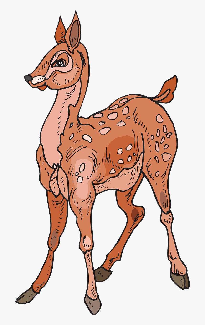 Forest Animals Png, Transparent Png , Transparent Png Image - PNGitem