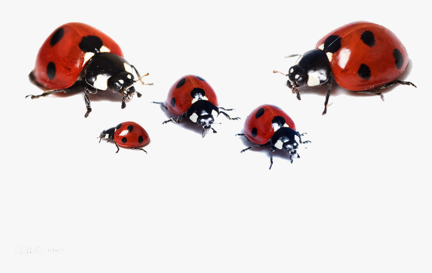Ladybugs White Background, Hd Wallpaper Download, HD Png Download ...
