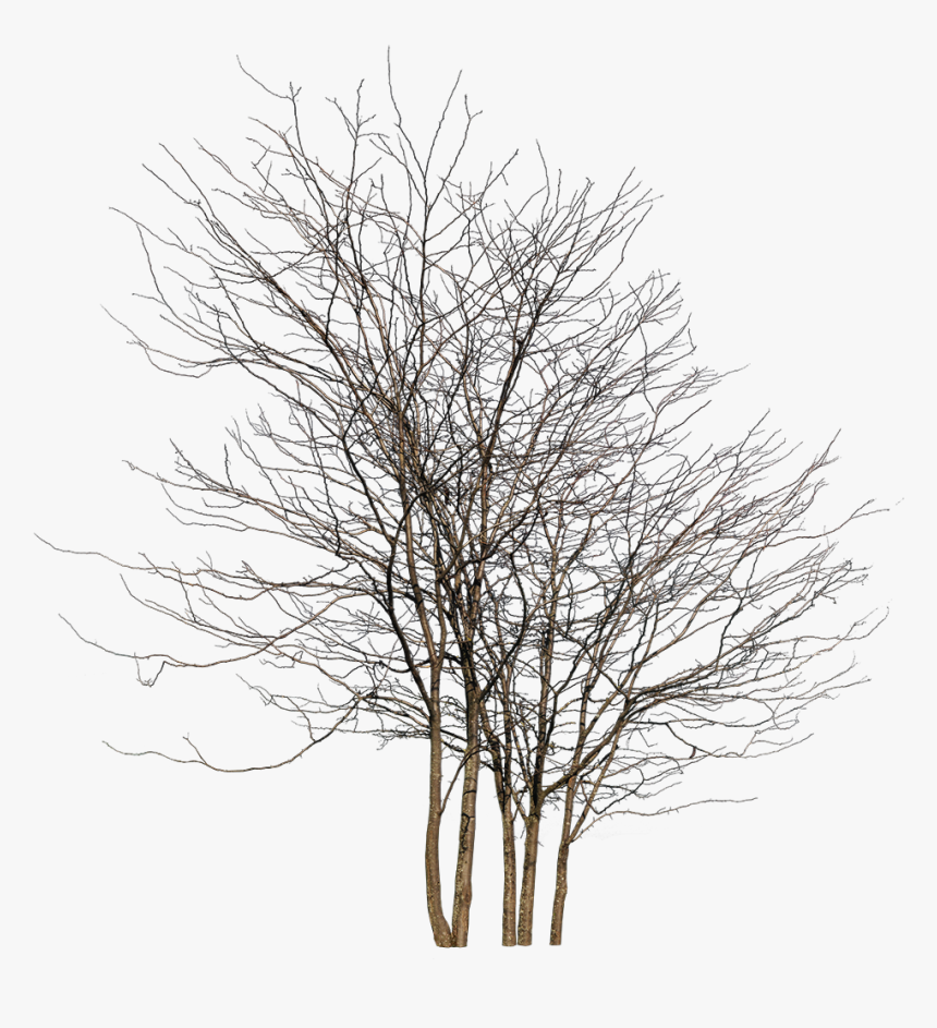 Winter Tree Group Png, Transparent Png , Transparent Png Image - PNGitem