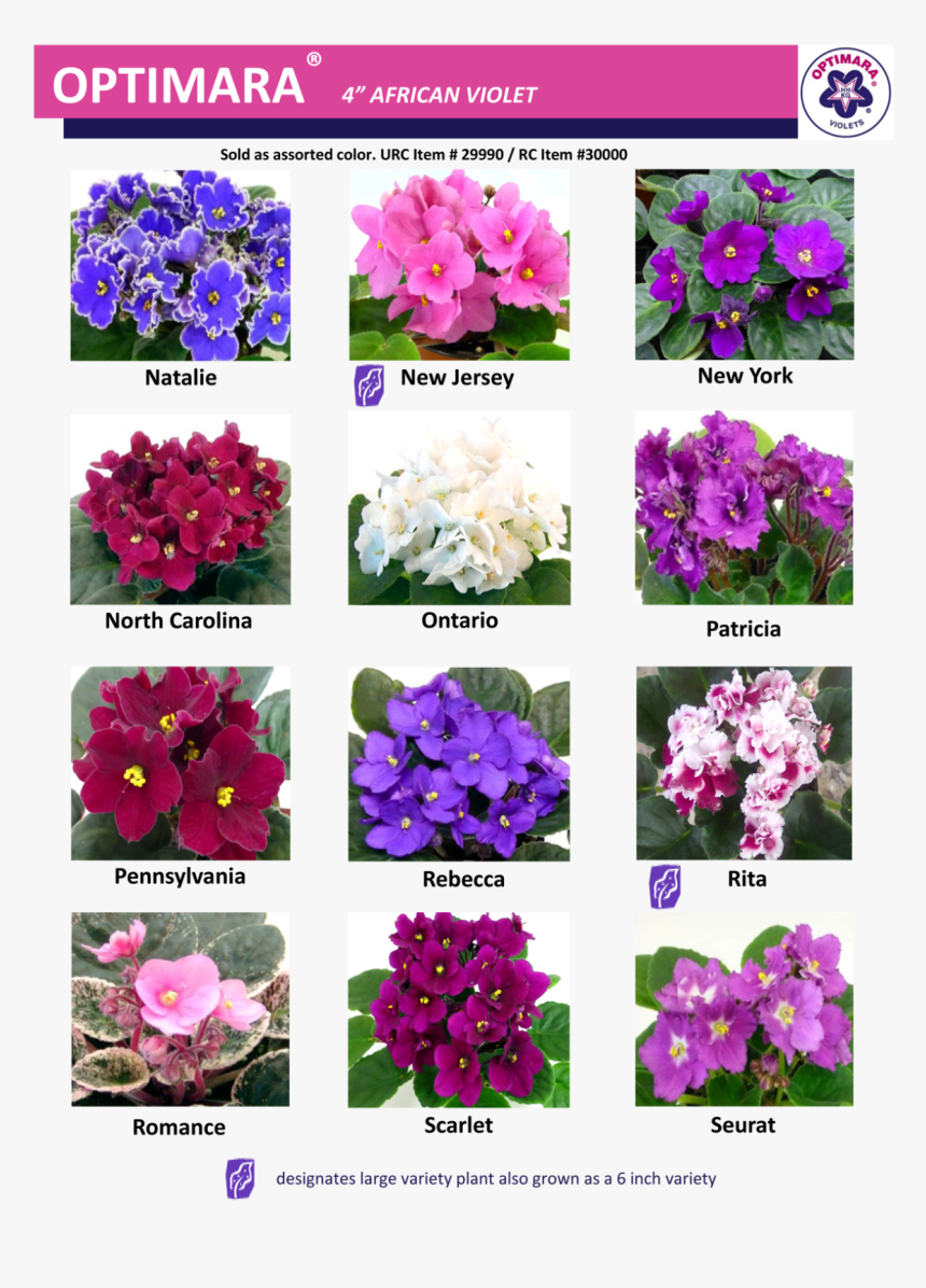 Gilliflower, HD Png Download , Transparent Png Image - PNGitem