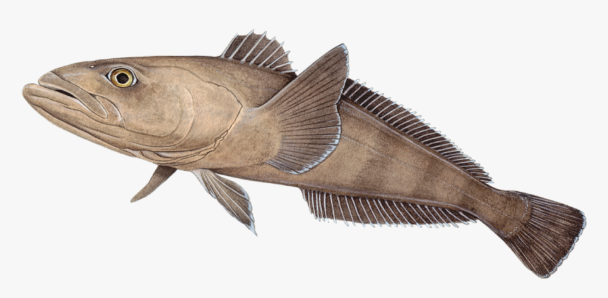 Perch, HD Png Download , Transparent Png Image - PNGitem