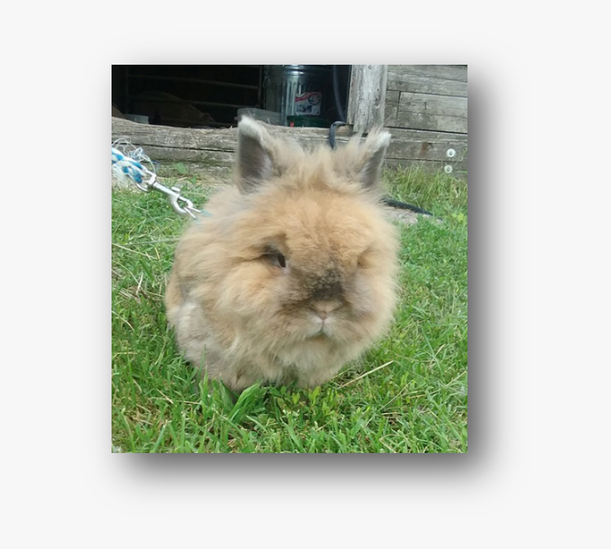 Angora Rabbit, HD Png Download , Transparent Png Image - PNGitem