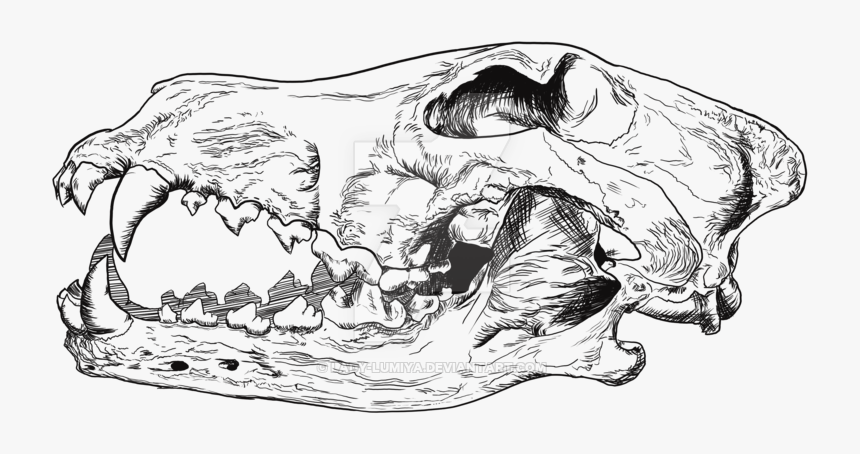 Dire Wolf Skull Drawing