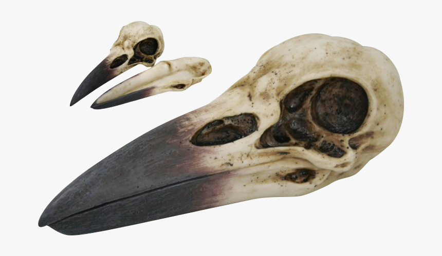Raven Skull Trinket Box - Raven Skull, HD Png Download , Transparent ...