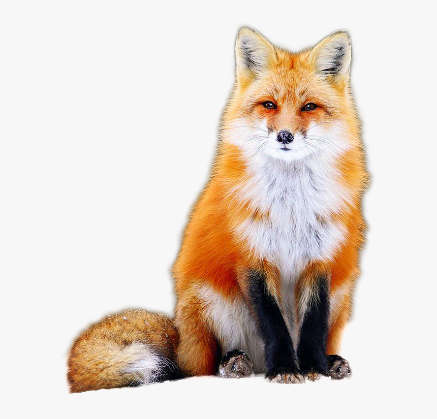 Fox -fox Png Image - Nice Fox, Transparent Png , Transparent Png Image ...